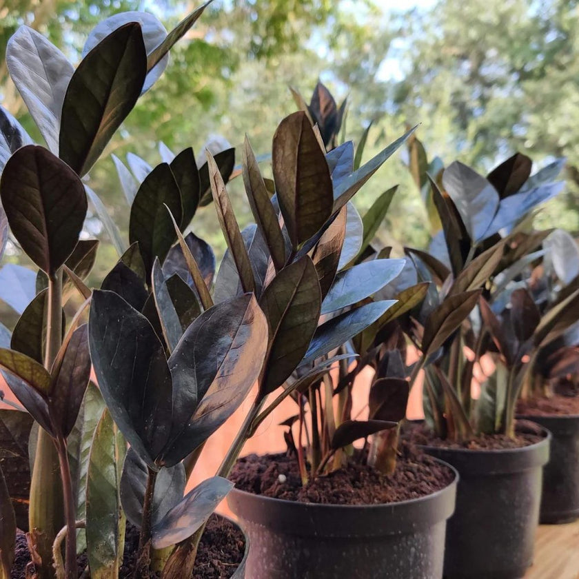 Black ZZ Plant for Sale | PlantologyUSA.com – Plantology USA