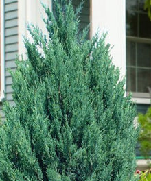 Blue Point Juniper for Sale | PlantologyUSA.com – Plantology USA
