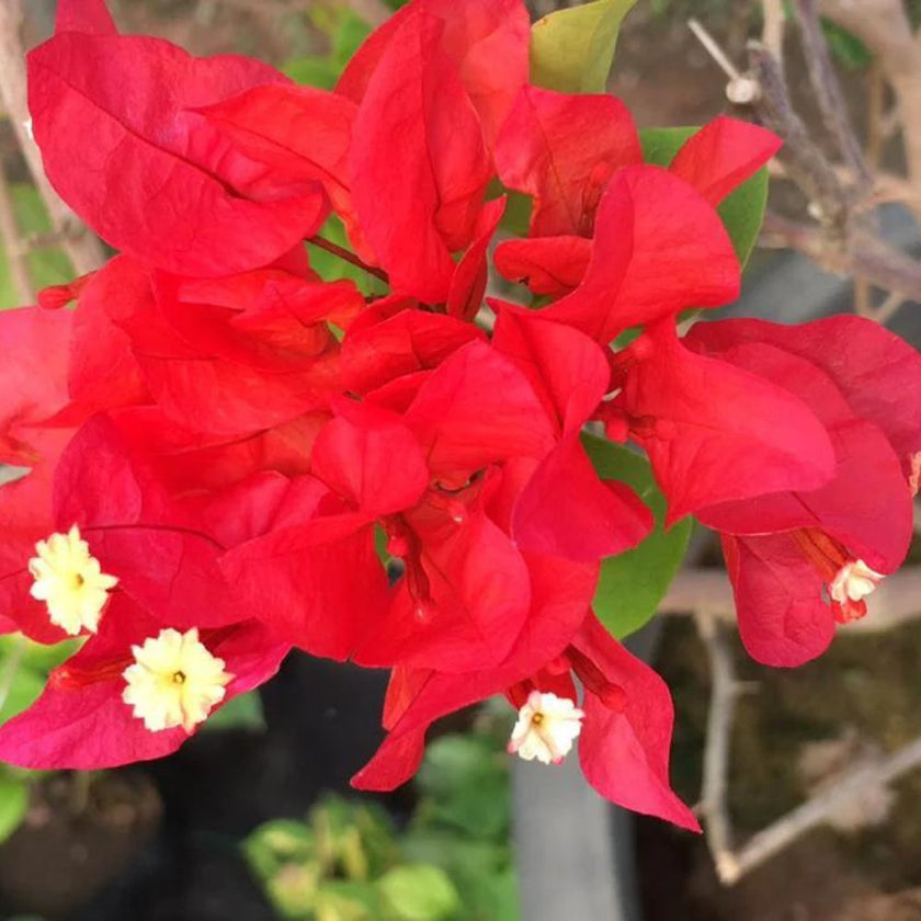 Bougainvillea Collection | Plantology USA – PlantologyUSA