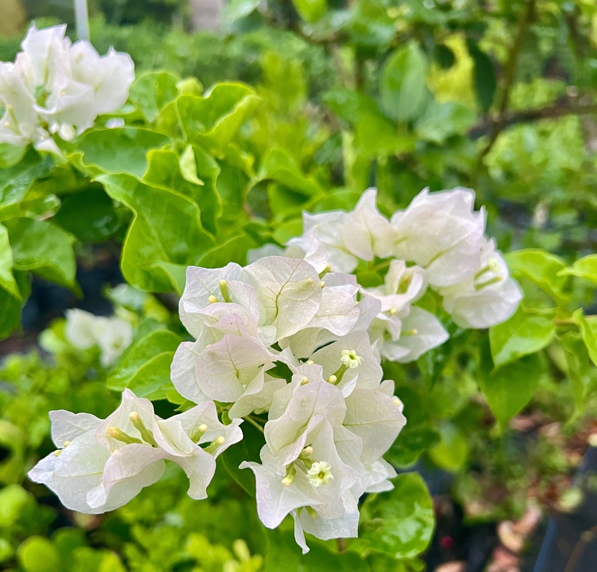 White Bougainvillea - Stunning & Vibrant Garden Beauty – Plantology USA