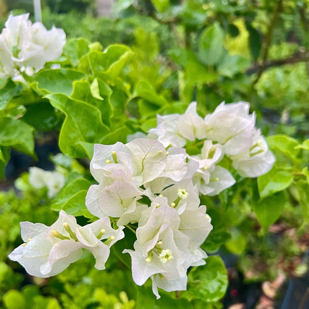 White Bougainvillea - Stunning & Vibrant Garden Beauty – Plantology USA