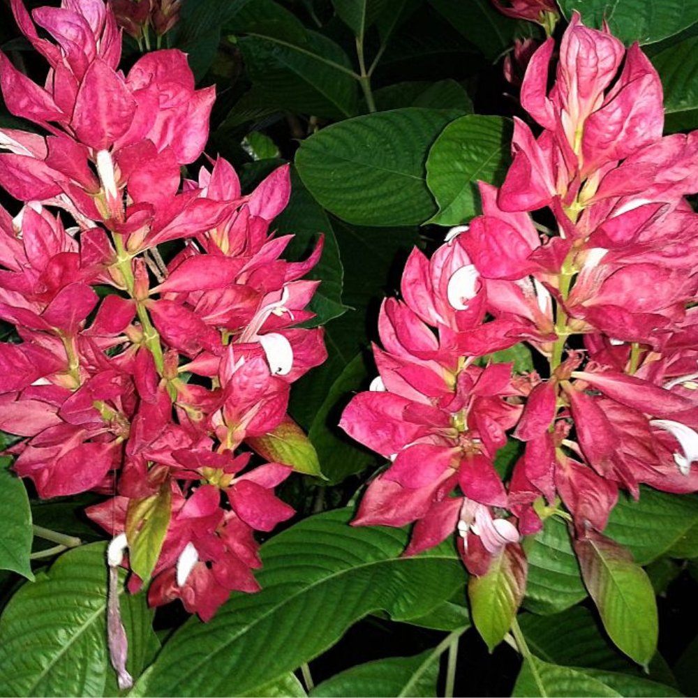 Brazilian Red Cloak for Sale | PlantologyUSA.com – Plantology USA