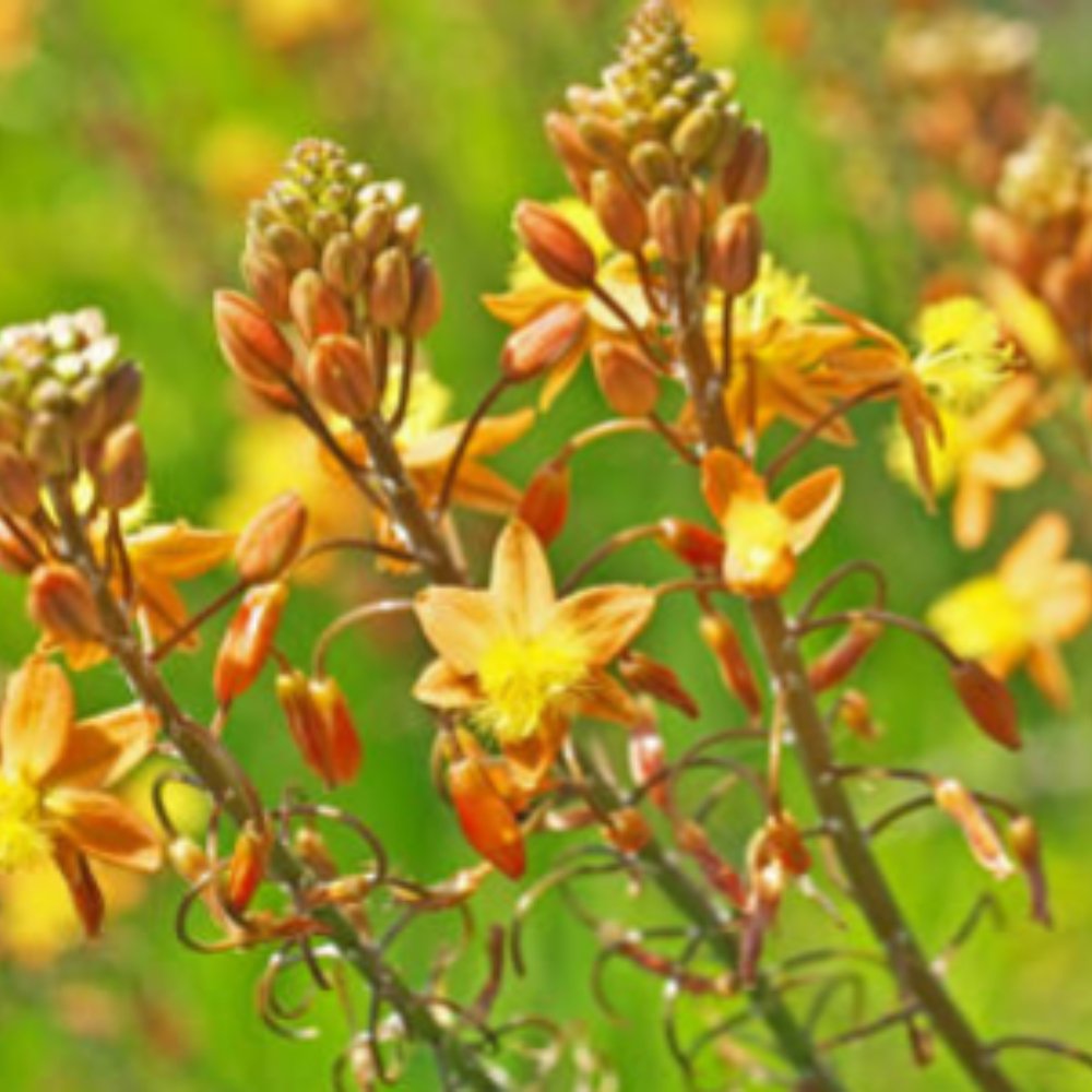 Bulbine Orange for Sale | PlantologyUSA.com – Plantology USA