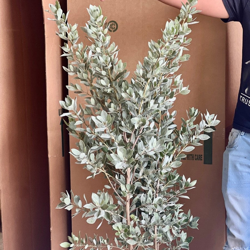 Products – Page 4 – Plantology USA