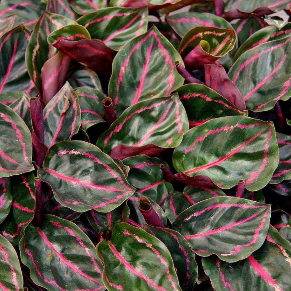 Calathea Roseopicta (Rose Painted Calathea) – Plantology USA