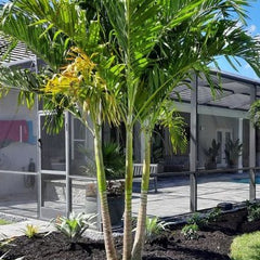 Christmas Palm Triple, Adonidia Palm for Sale | Plantology – Plantology USA