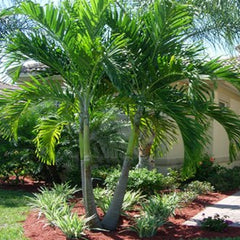 Christmas Palm Triple, Adonidia Palm for Sale | Plantology – Plantology USA
