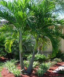 Christmas Palm Triple, Adonidia Palm for Sale | Plantology – Plantology USA