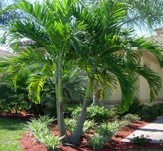 Christmas Palm Triple, Adonidia Palm for Sale | Plantology – Plantology USA