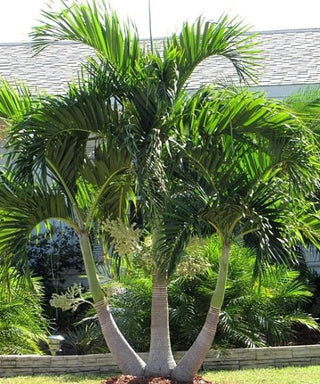 Christmas Palm Triple, Adonidia Palm for Sale | Plantology – Plantology USA