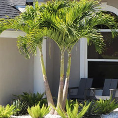 Christmas Palm Triple, Adonidia Palm for Sale | Plantology – Plantology USA