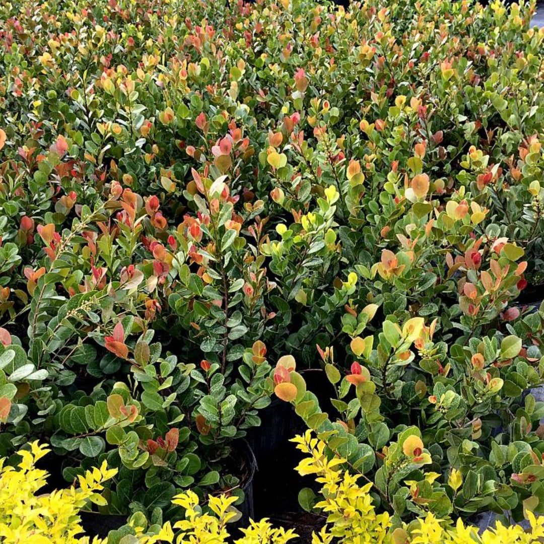 Cocoplum Red Tip (Chrysobalanus icaco) | Plantology – Plantology USA