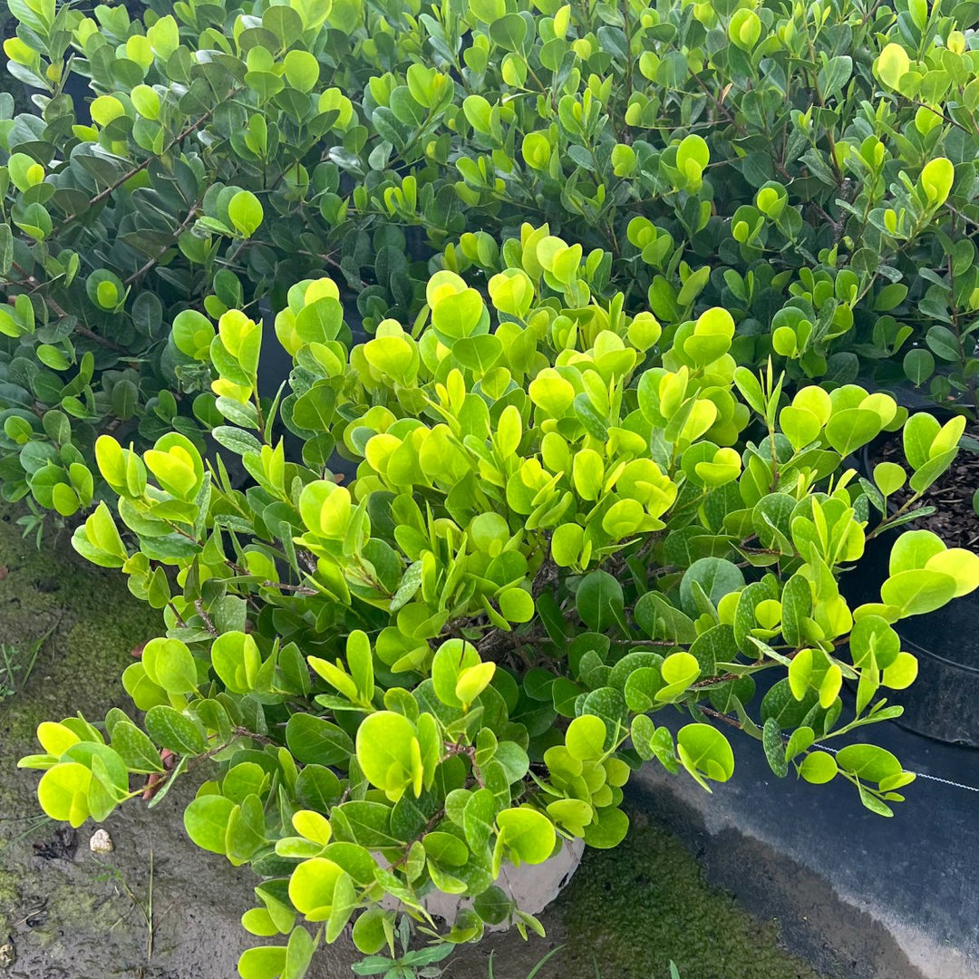 Cocoplum Green Horizontal for Sale | PlantologyUSA.com – Plantology USA