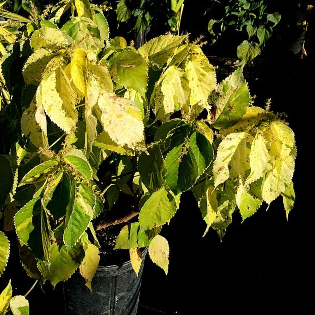 Copperleaf Java Whitefor Sale | PlantologyUSA.com – Plantology USA