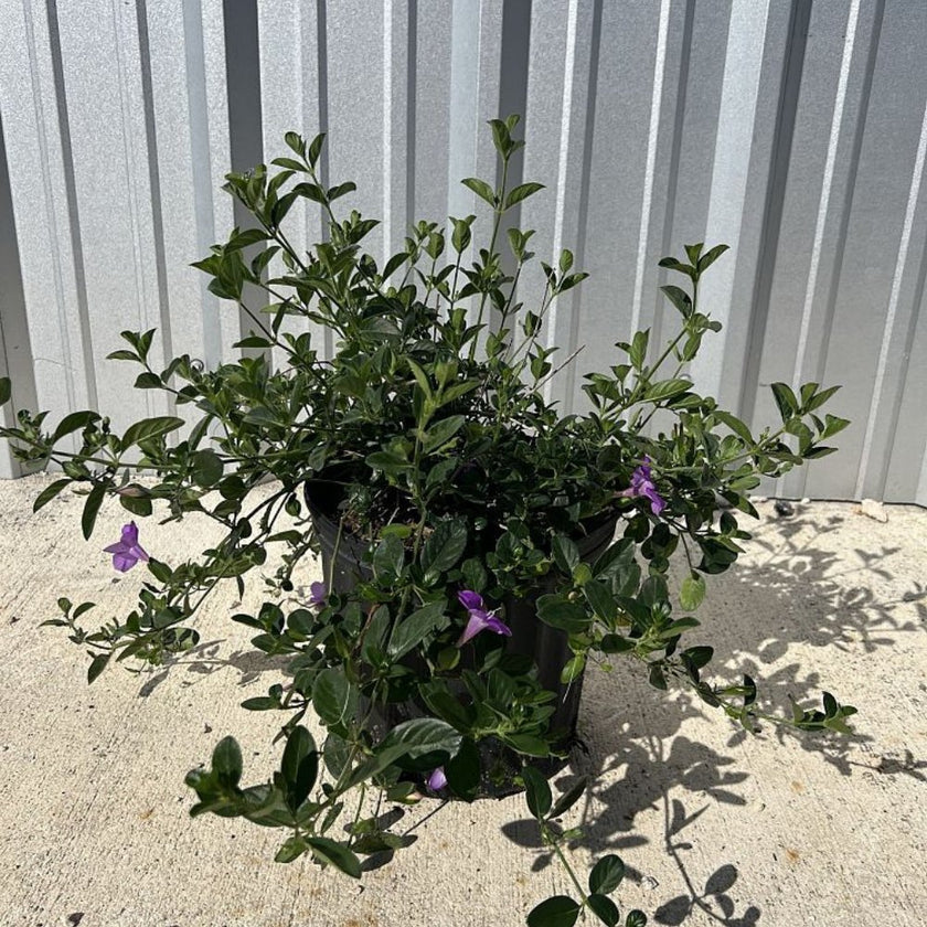 Coral Creeper for Sale | PlantologyUSA.com