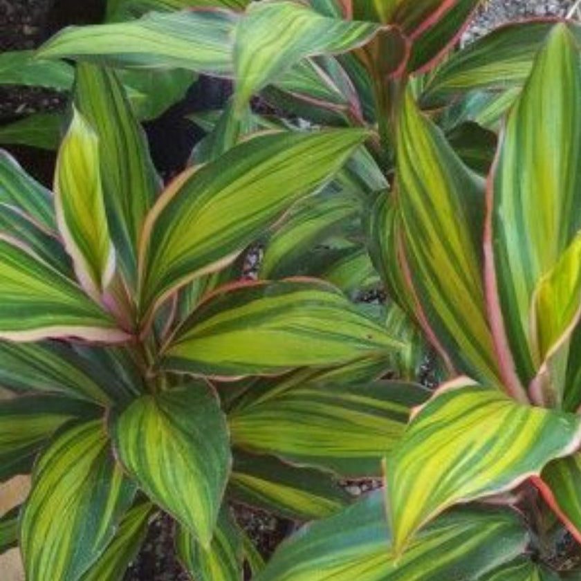 Cordyline Harlequin Cane (Cordyline Terminalis) – Plantology USA