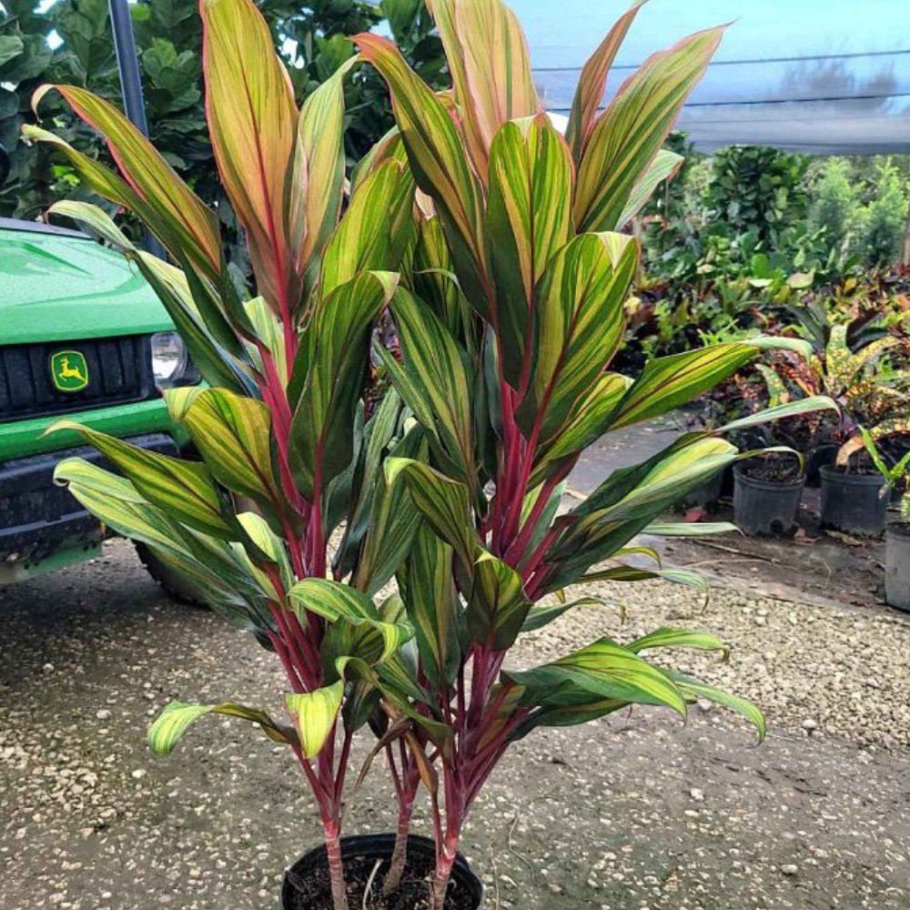 Cordyline Harlequin Cane (Cordyline Terminalis) – Plantology USA