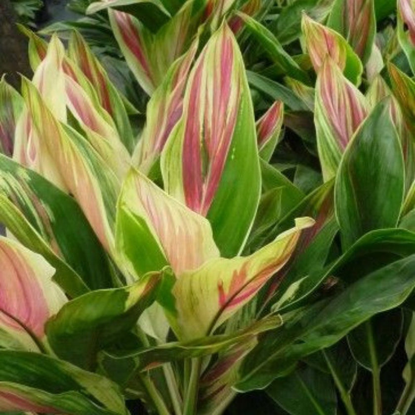 Ti Plant (Cordyline Fruticosa 'Exotica') – Plantology USA