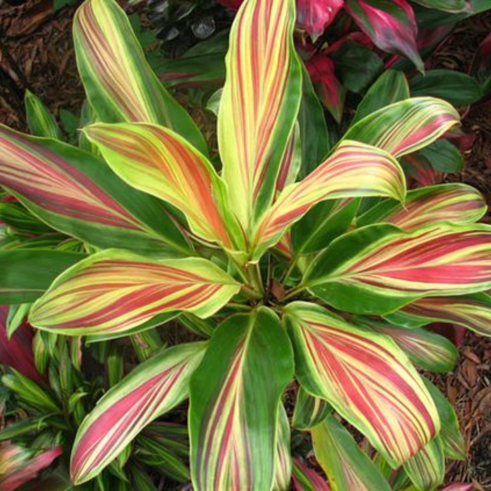 Ti Plant (Cordyline Fruticosa 'Exotica') – Plantology USA