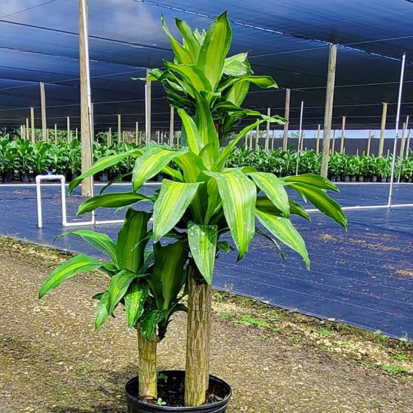 Corn Plant (Dracaena Fragrans 'Massangeana') | Plantology – PlantologyUSA