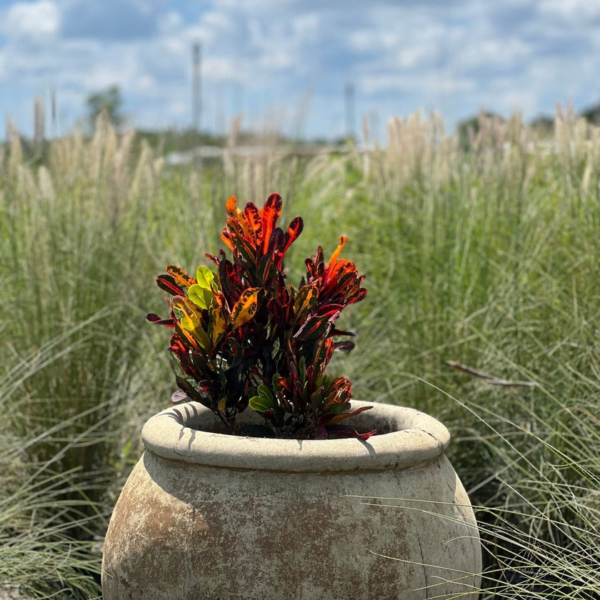 Croton Plants - Vibrant Color and Tropical Flair | Plantology ...