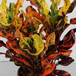 Croton Curly Boy for Sale | PlantologyUSA.com – Plantology USA