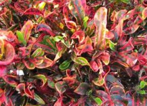 Croton Curly Boy for Sale | PlantologyUSA.com – Plantology USA