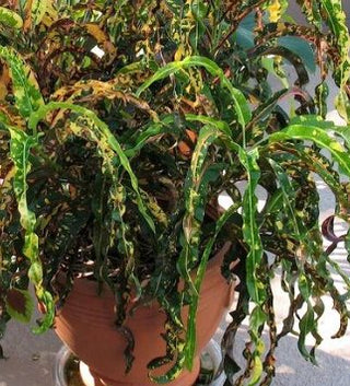 Croton Dreadlock for Sale | PlantologyUSA.com – Plantology USA