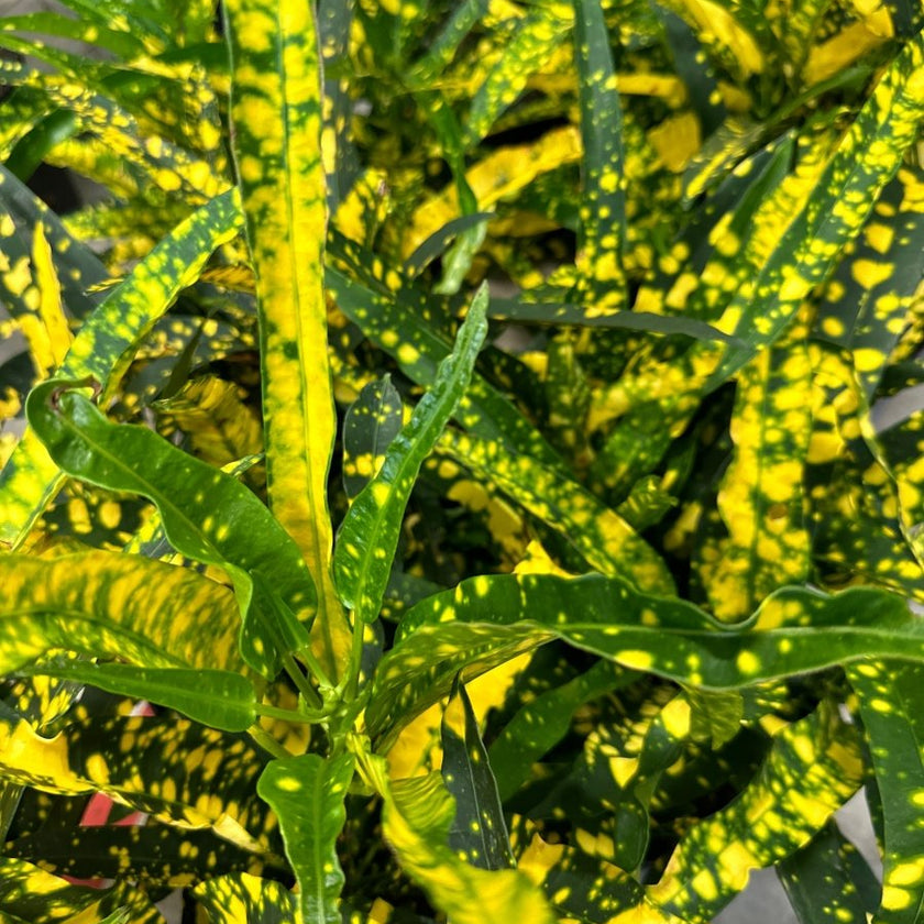 Croton Eleanor Roosevelt for Sale | PlantologyUSA.com – Plantology USA