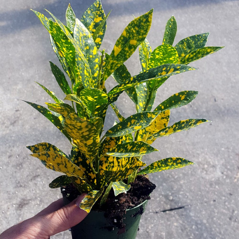 Croton Plants - Vibrant Color and Tropical Flair | Plantology ...