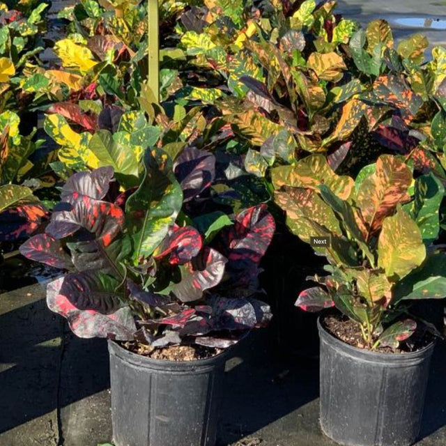 Croton Plants - Vibrant Color and Tropical Flair | Plantology ...