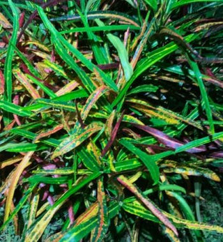 Croton Zanzibar for Sale | PlantologyUSA.com – Plantology USA