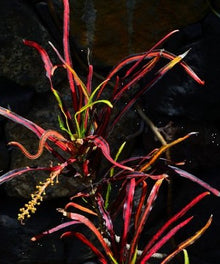 Croton Zanzibar for Sale | PlantologyUSA.com – Plantology USA