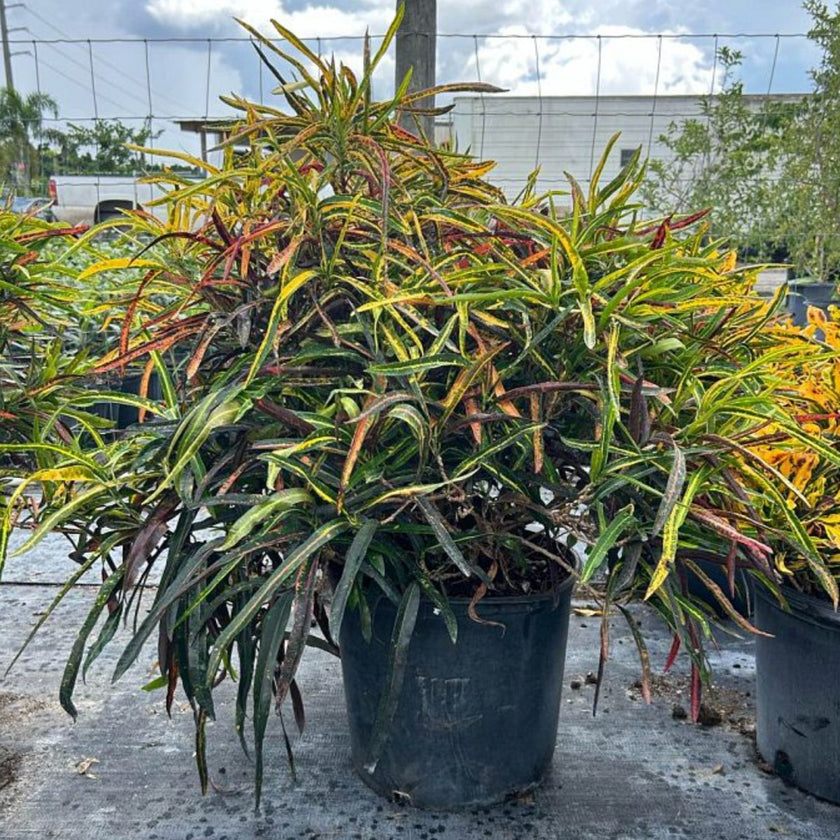 Croton Plants - Vibrant Color and Tropical Flair | Plantology ...