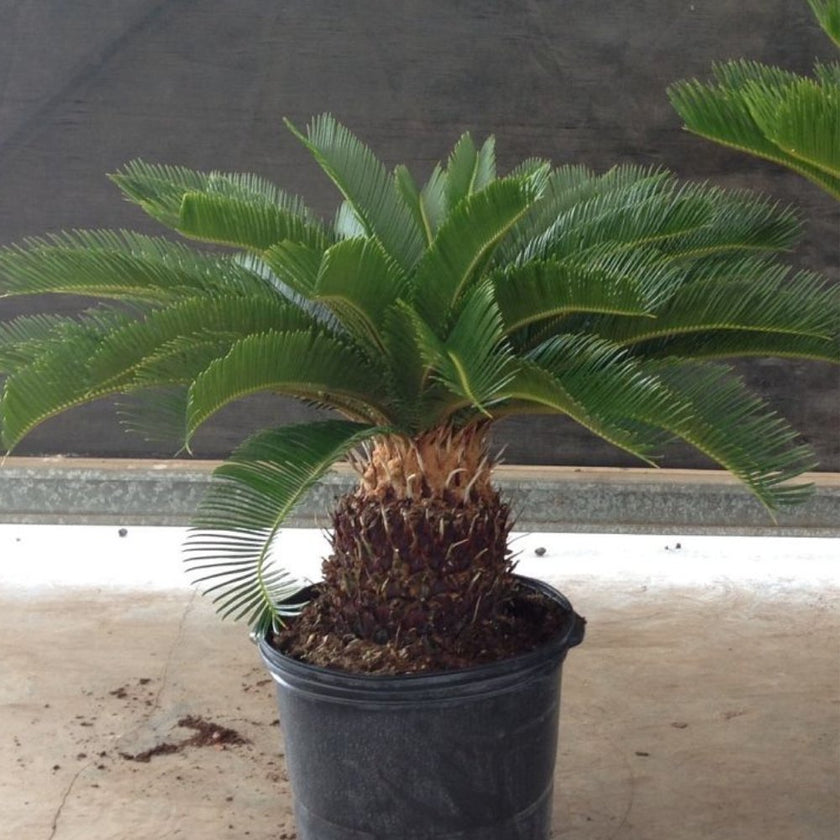 Cycas revoluta - King Sago Palm, Cycad Elegance | Plantology ...