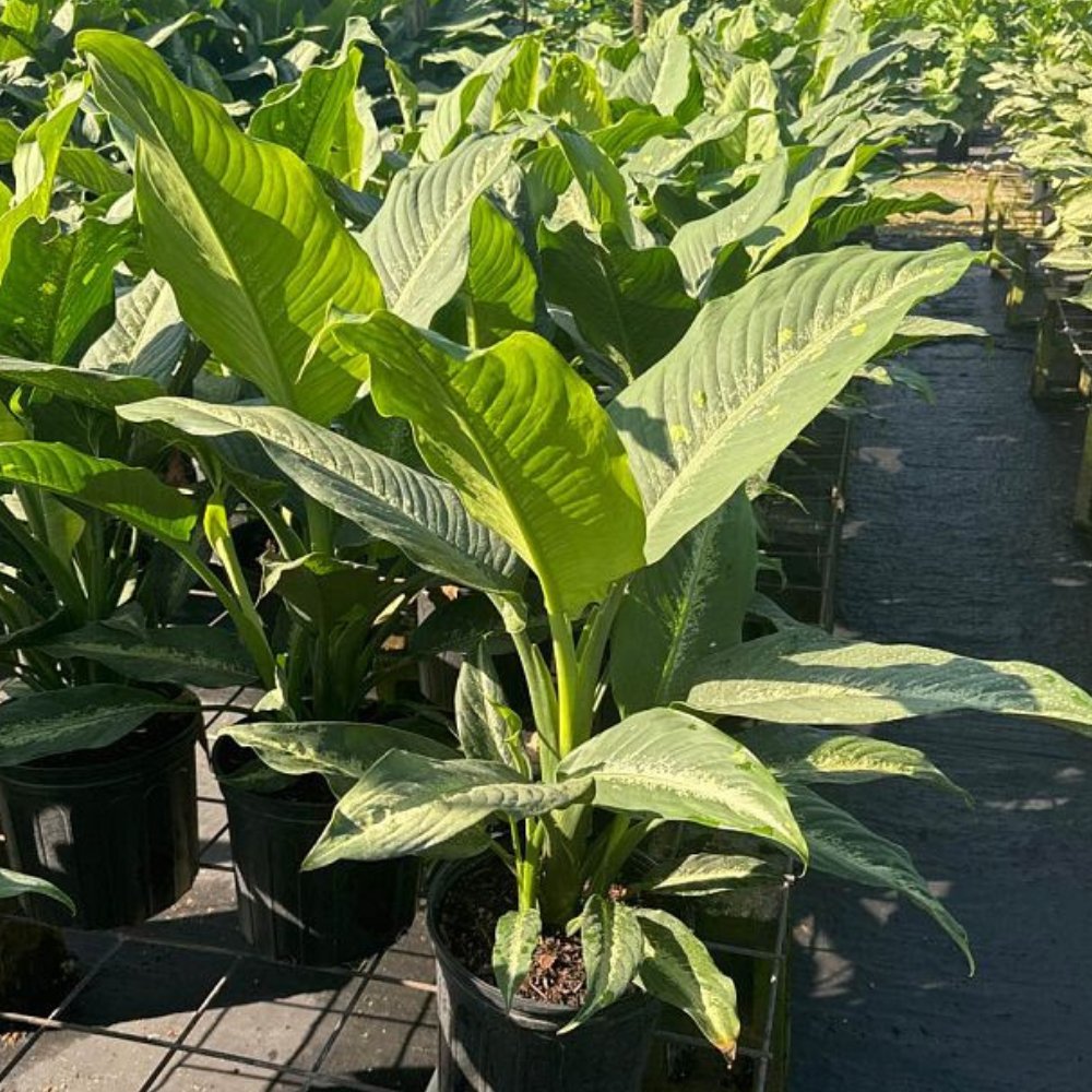 Dieffenbachia Cougar (Leopard Lily) – Plantology USA
