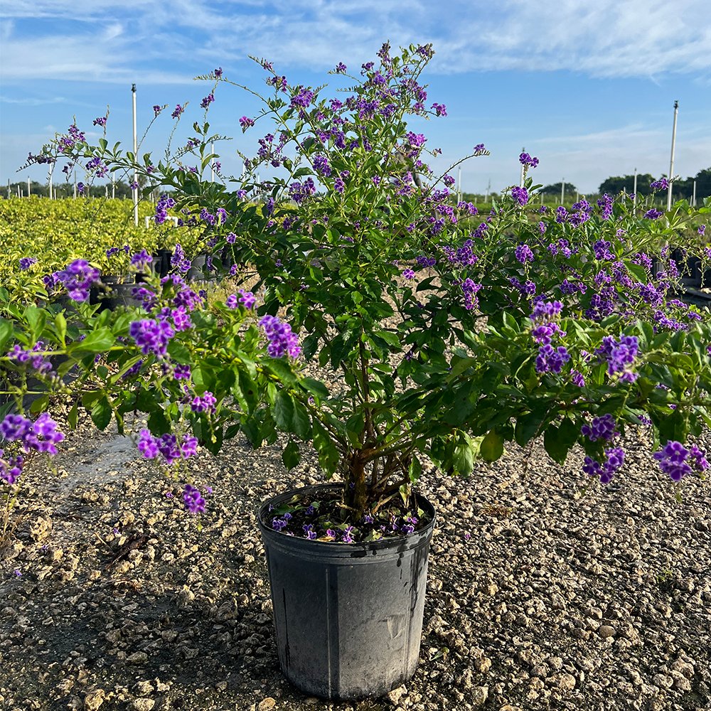 Duranta Purple Saphire Showers for Sale | PlantologyUSA.com – Plantology USA