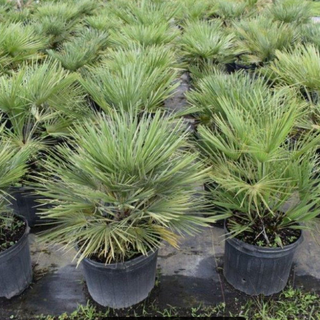 European Fan Palm for Sale | PlantologyUSA.com – Plantology USA