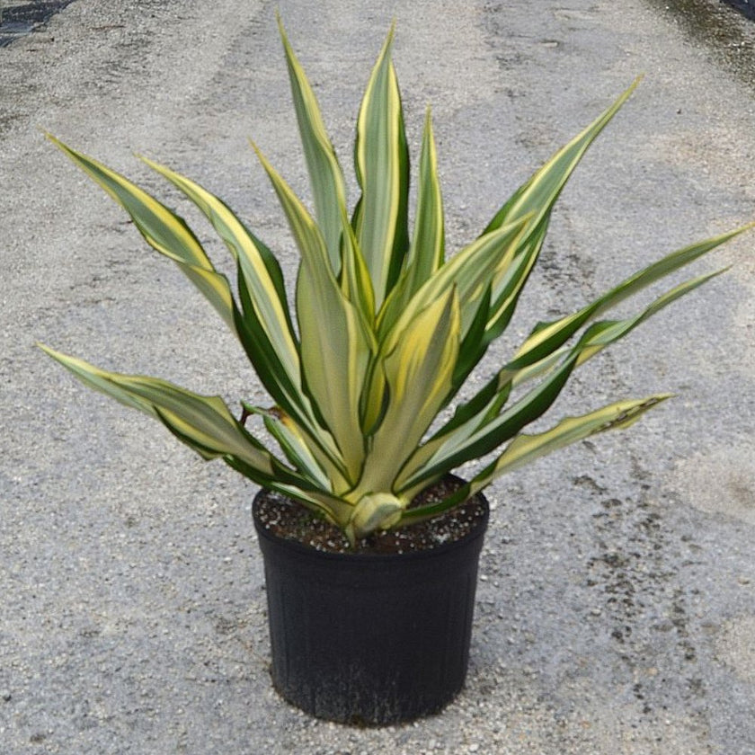 False Agave for Sale | PlantologyUSA.com – Plantology USA