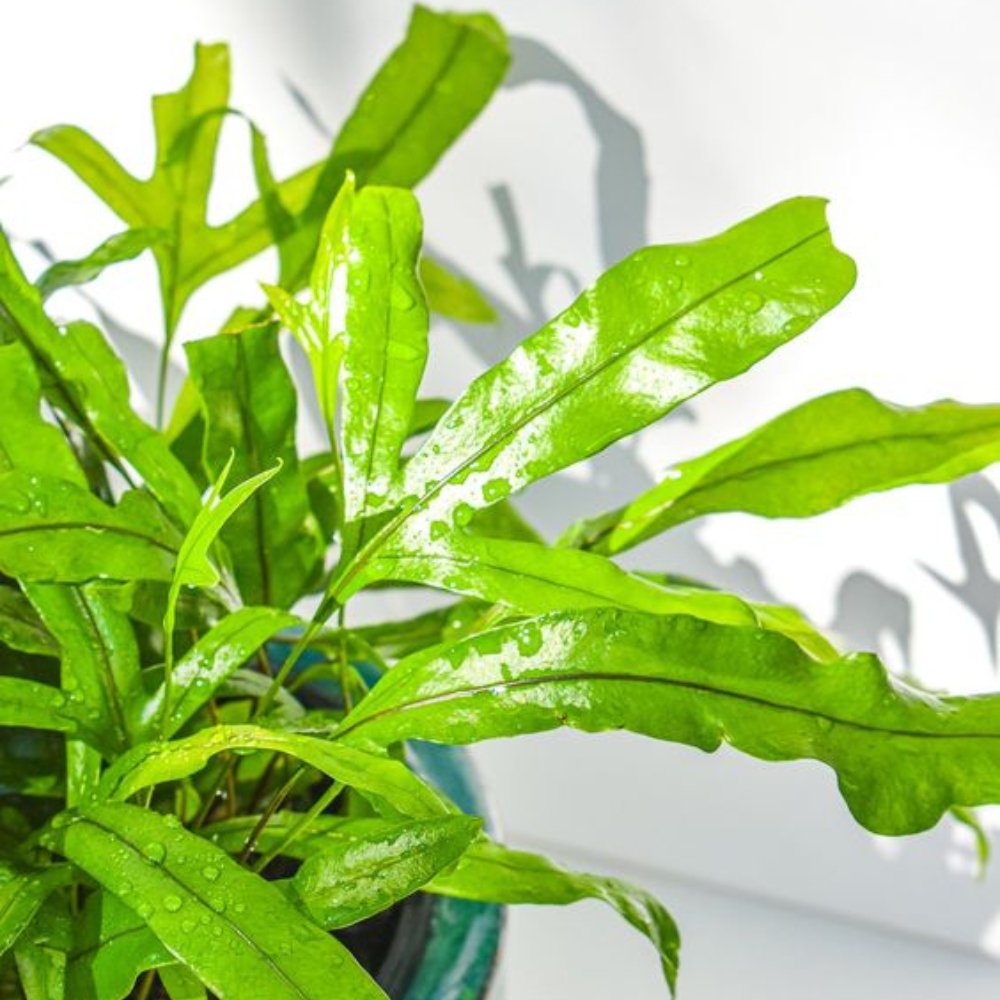 Fern Kangaroo (Microsorum Diversifolium) – Plantology USA