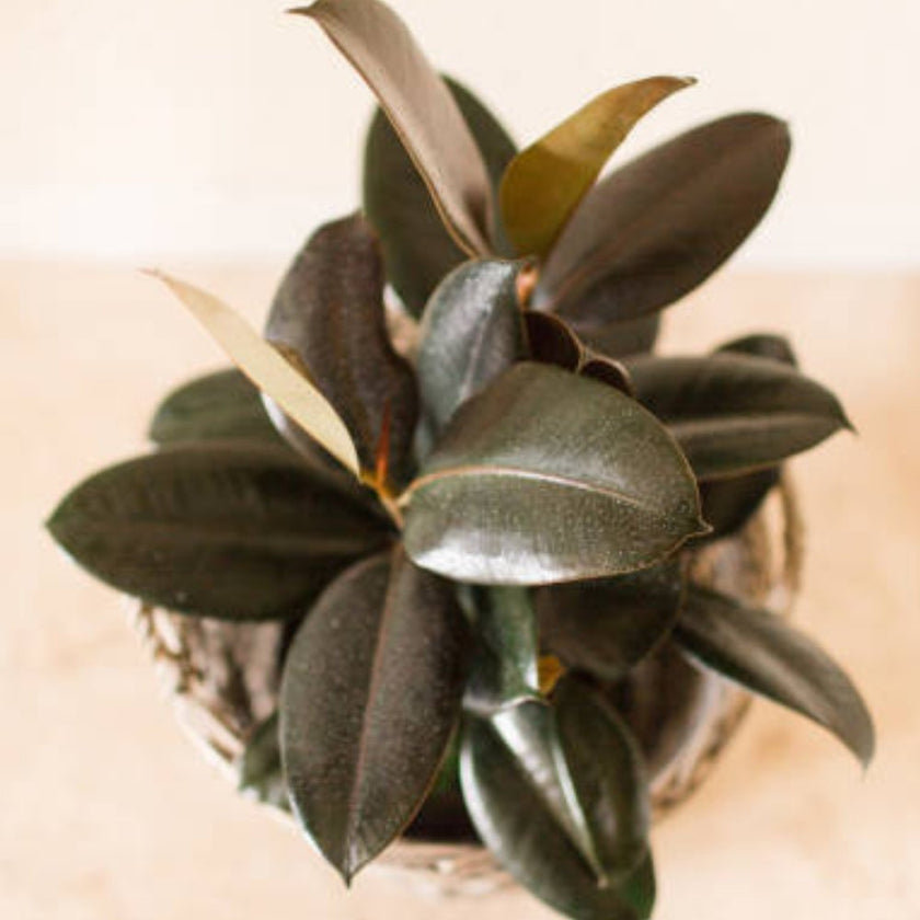 Ficus Burgundy Bush (Ficus Elastica 'Burgundy') – Plantology USA
