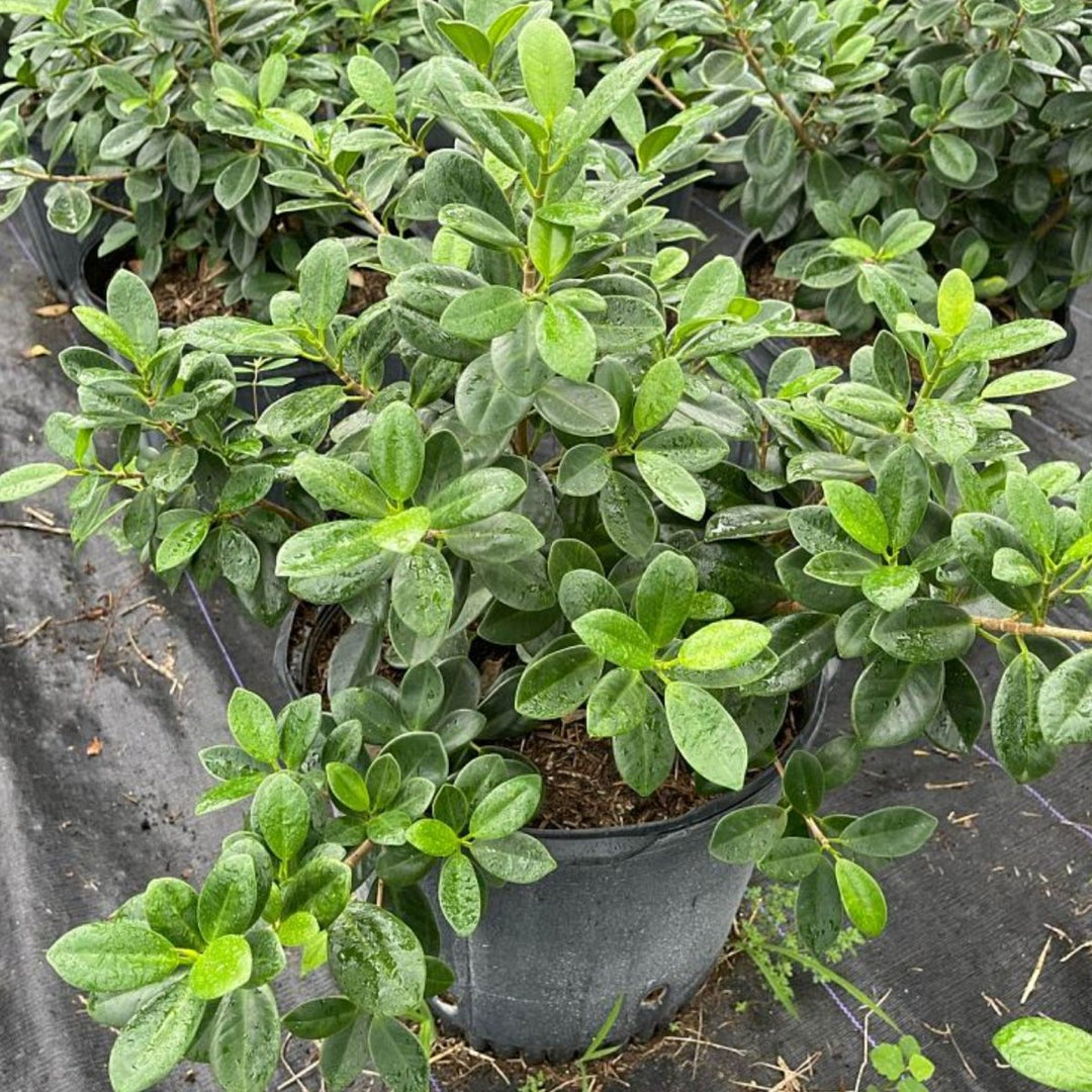 Ficus Green Island For Sale Plantology Usa