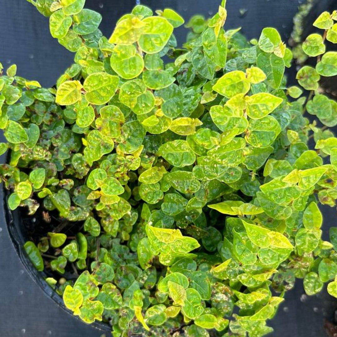 Ficus Repens for Sale | PlantologyUSA.com – Plantology USA