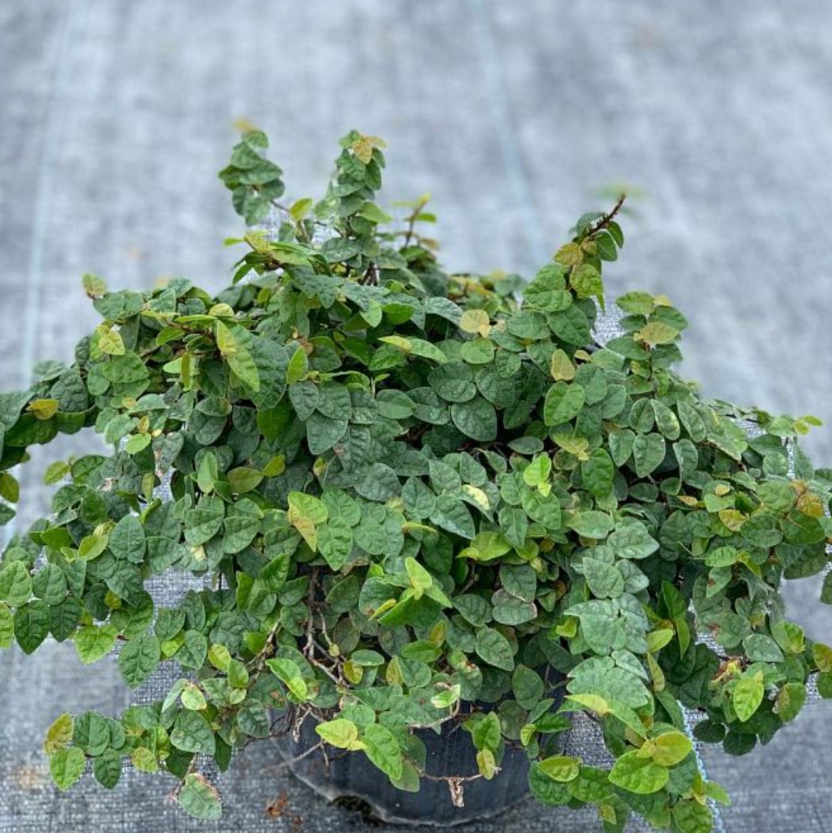 Ficus Repens for Sale | PlantologyUSA.com – Plantology USA