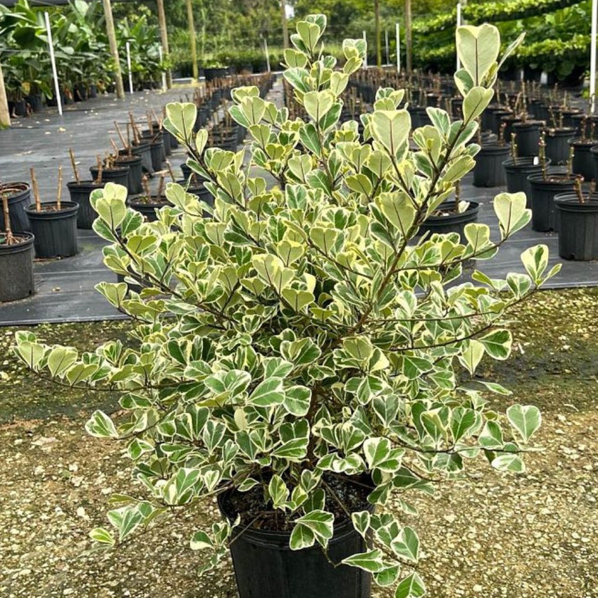 Ficus Triangularis (Triangle Fig) – Plantology USA