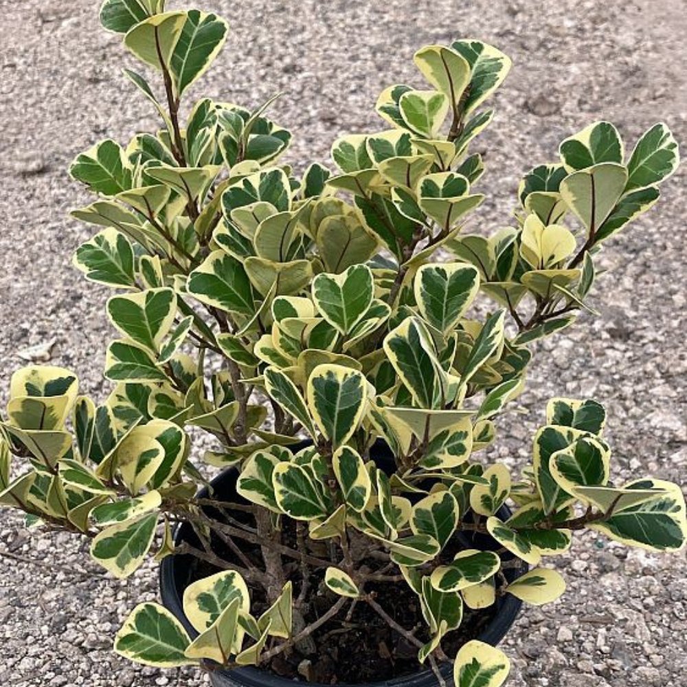 Ficus Triangularis (Triangle Fig) – Plantology USA