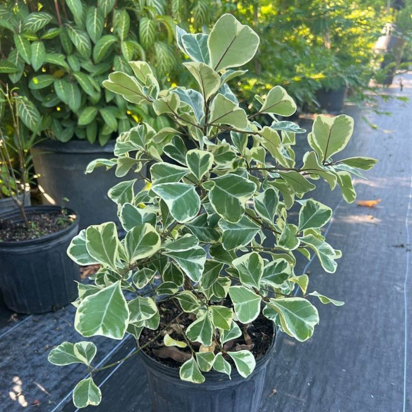 Ficus Triangularis (Triangle Fig) – Plantology USA