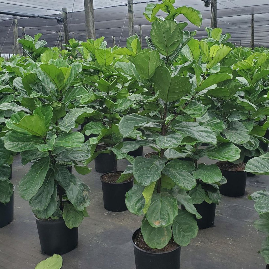 Fiddle Leaf Fig for Sale | PlantologyUSA.com – Plantology USA