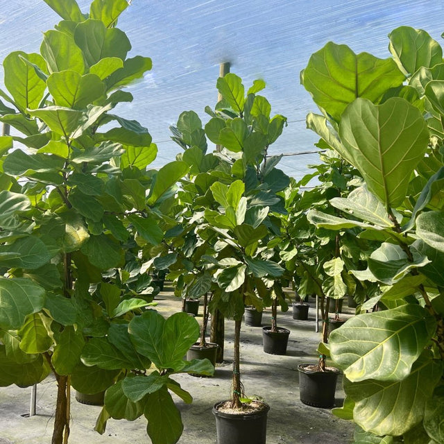 Fiddle Leaf Fig for Sale | PlantologyUSA.com – Plantology USA