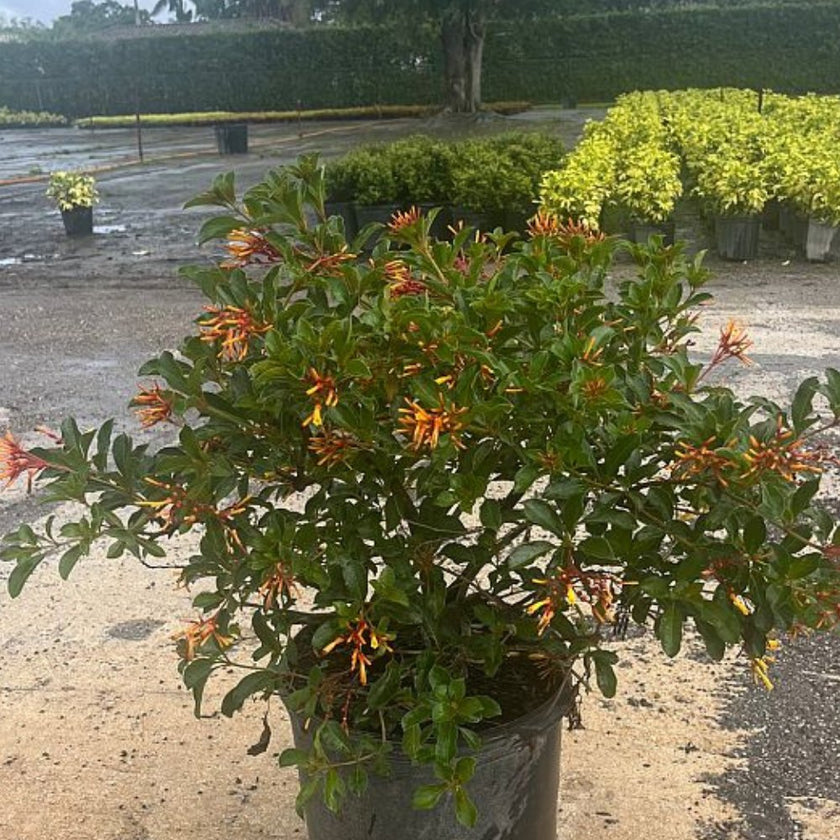 Firebush Dwarf for Sale | PlantologyUSA.com – Plantology USA